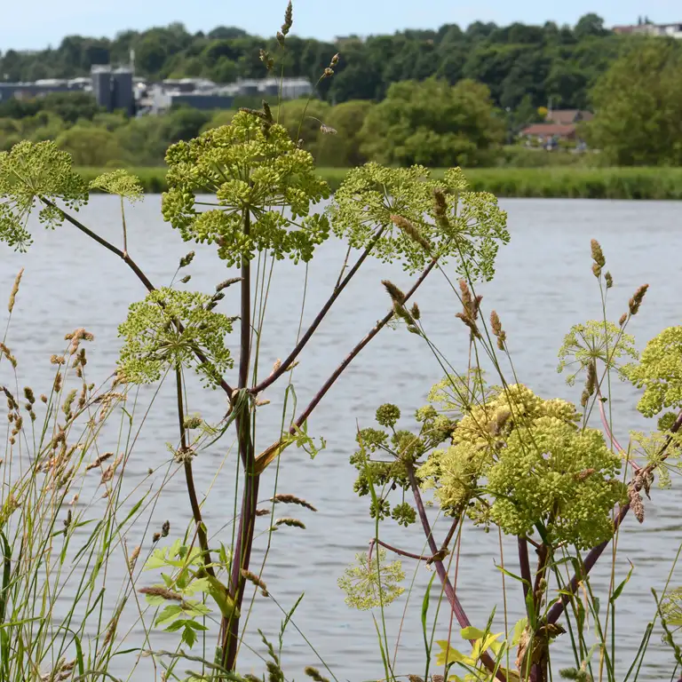 Kvan (rod og frø) - Fødevarestyrelsen